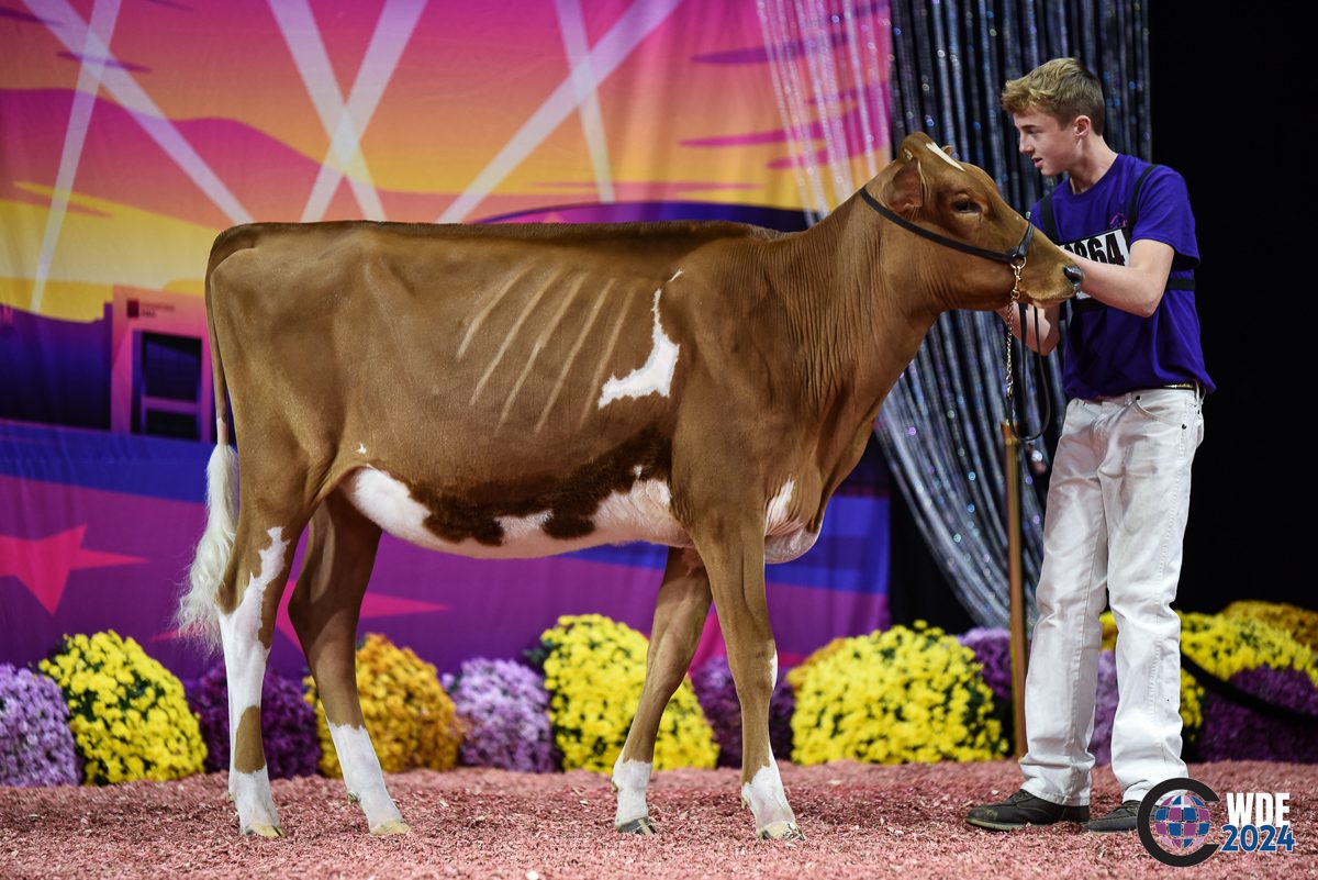 Torpedo – Masterpiece Genetics