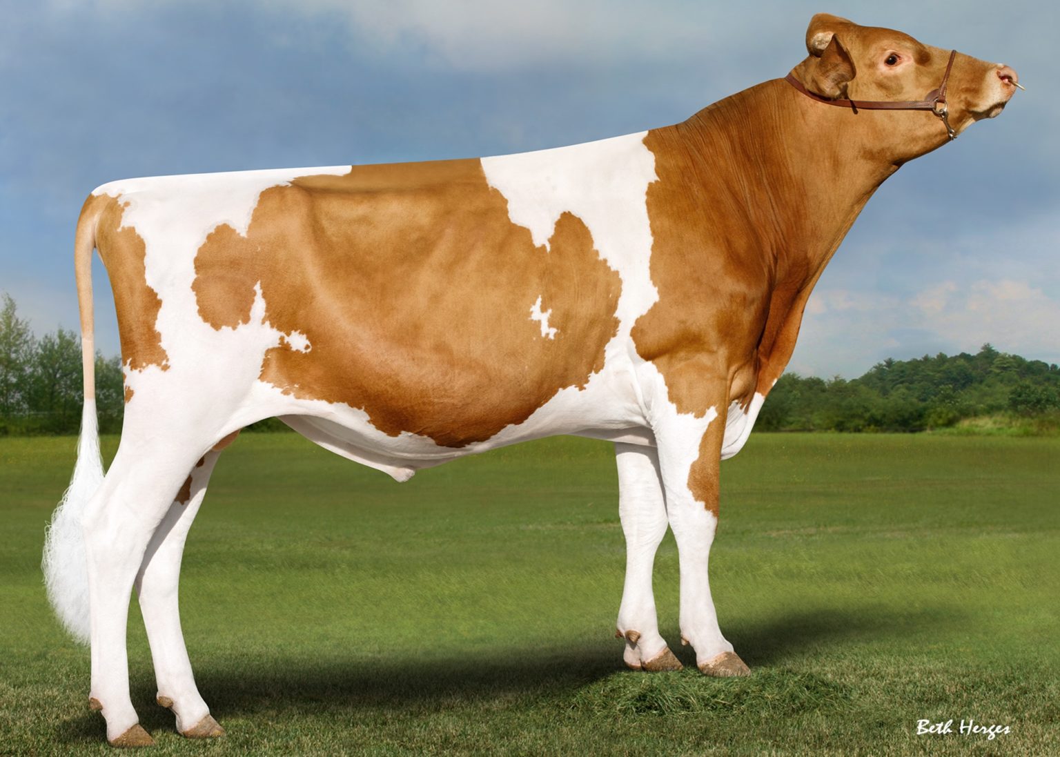 Guernsey Sires – Masterpiece Genetics