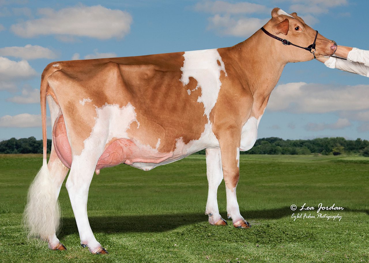 Brett – Masterpiece Genetics