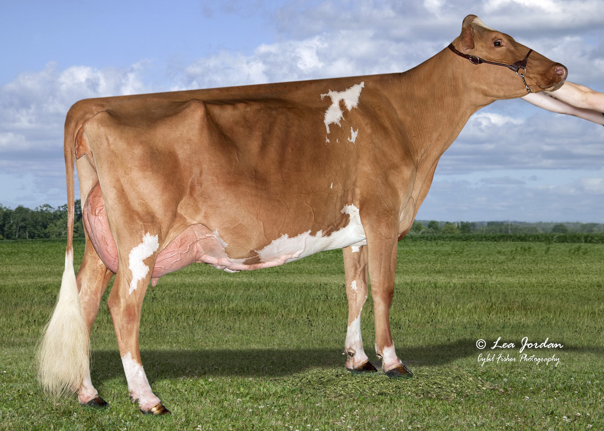 Torpedo – Masterpiece Genetics