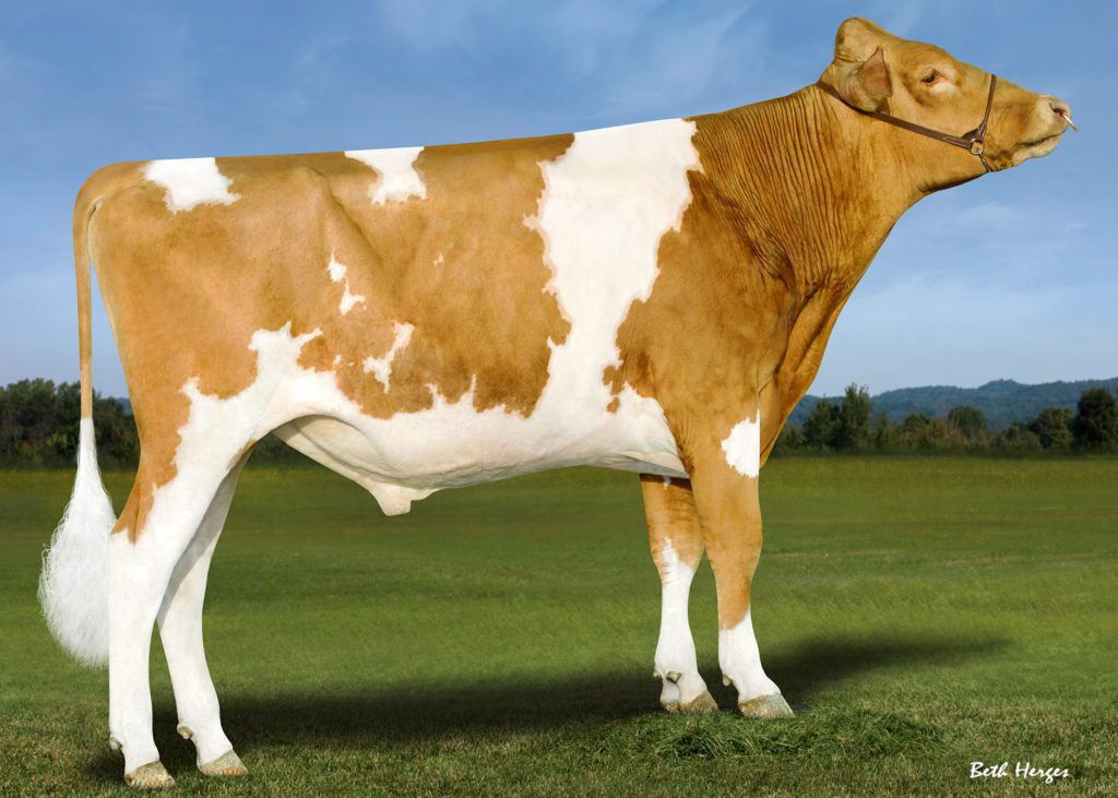 Brett – Masterpiece Genetics