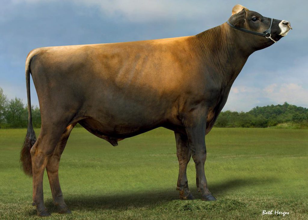 Jersey Sires – Masterpiece Genetics Jersey Sires – Masterpiece Genetics