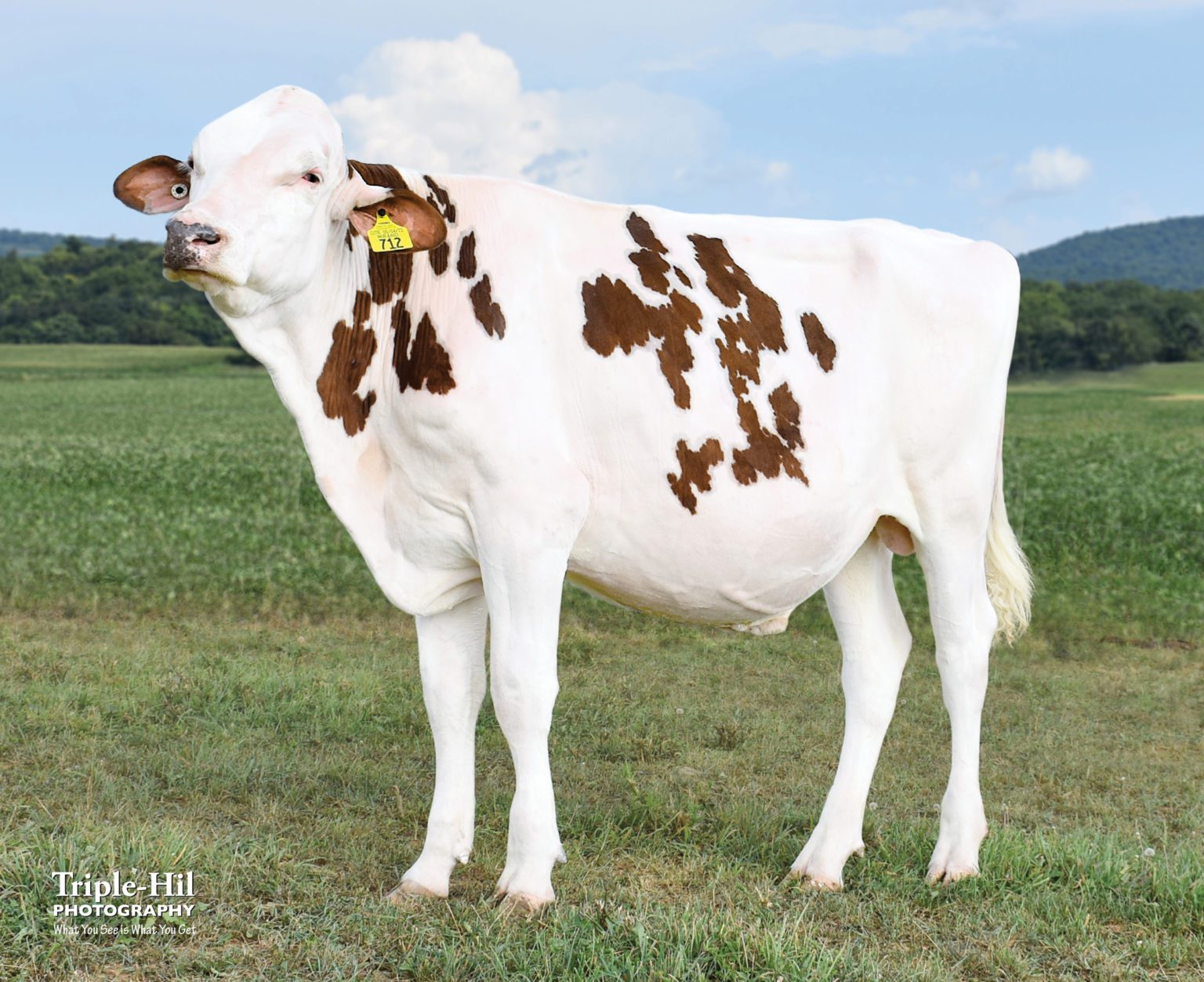 Holstein Sires – Masterpiece Genetics