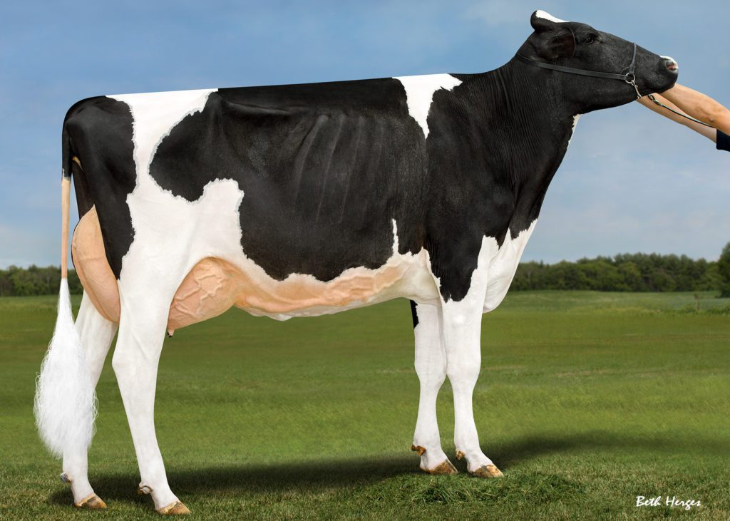 Holstein Sires – Masterpiece Genetics