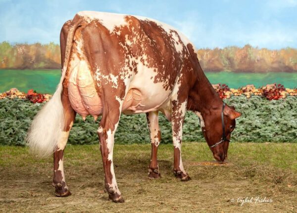 Inspired PP – Masterpiece Genetics