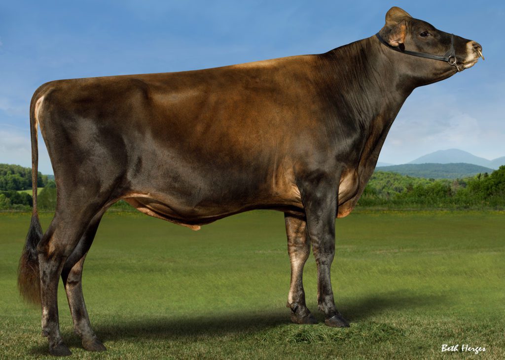 Jersey Sires – Masterpiece Genetics