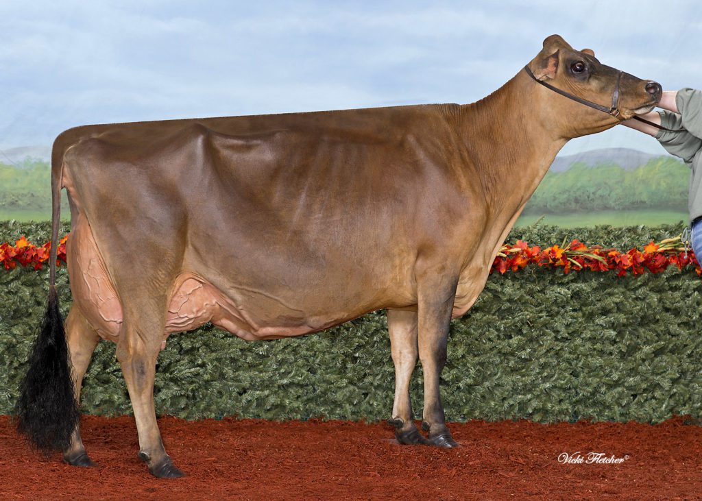 Chicora – Masterpiece Genetics