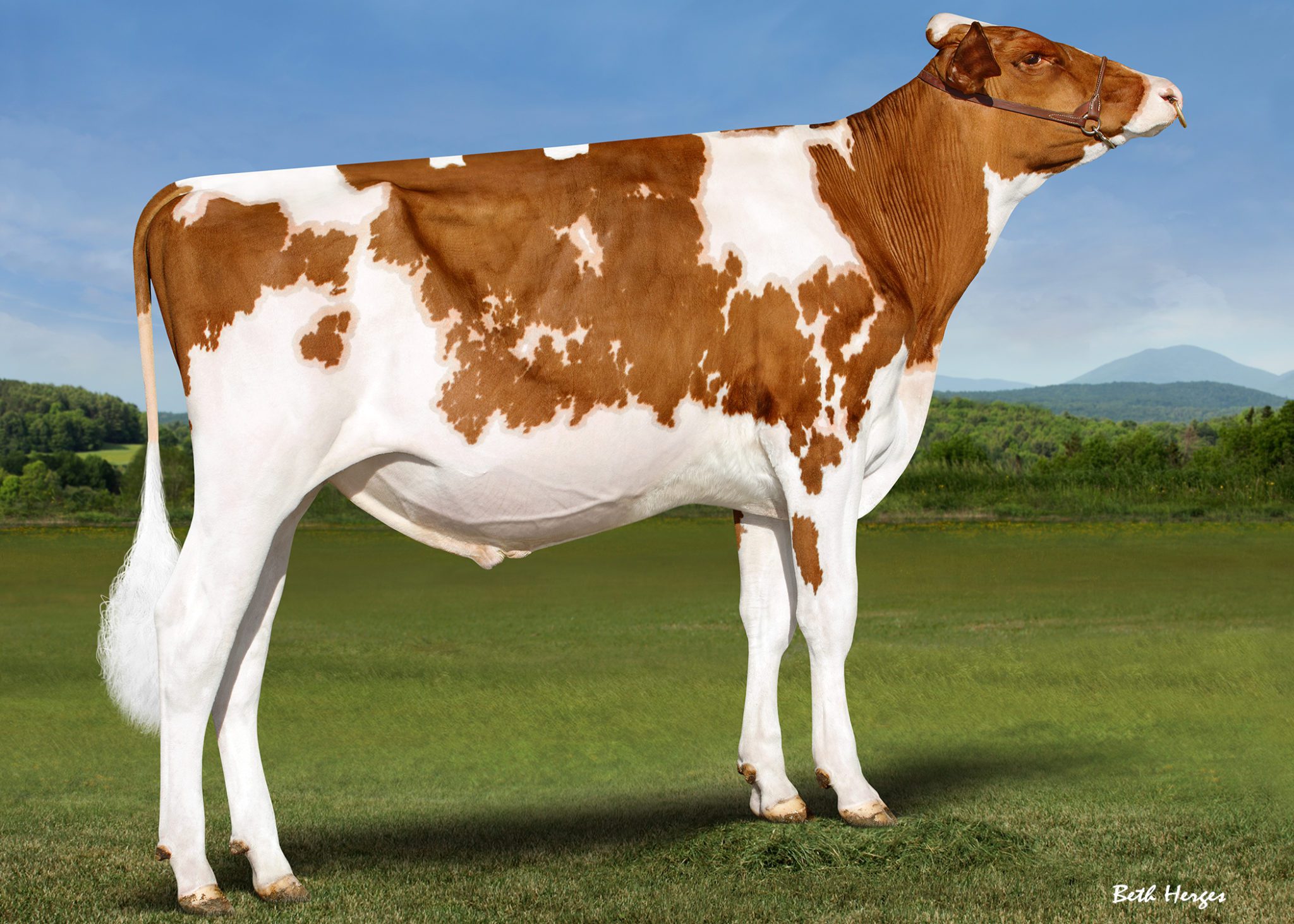 Holstein Sires – Masterpiece Genetics