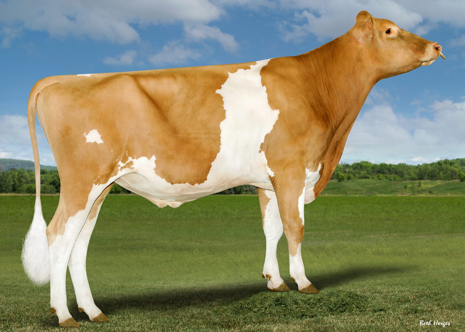 Velman – Masterpiece Genetics