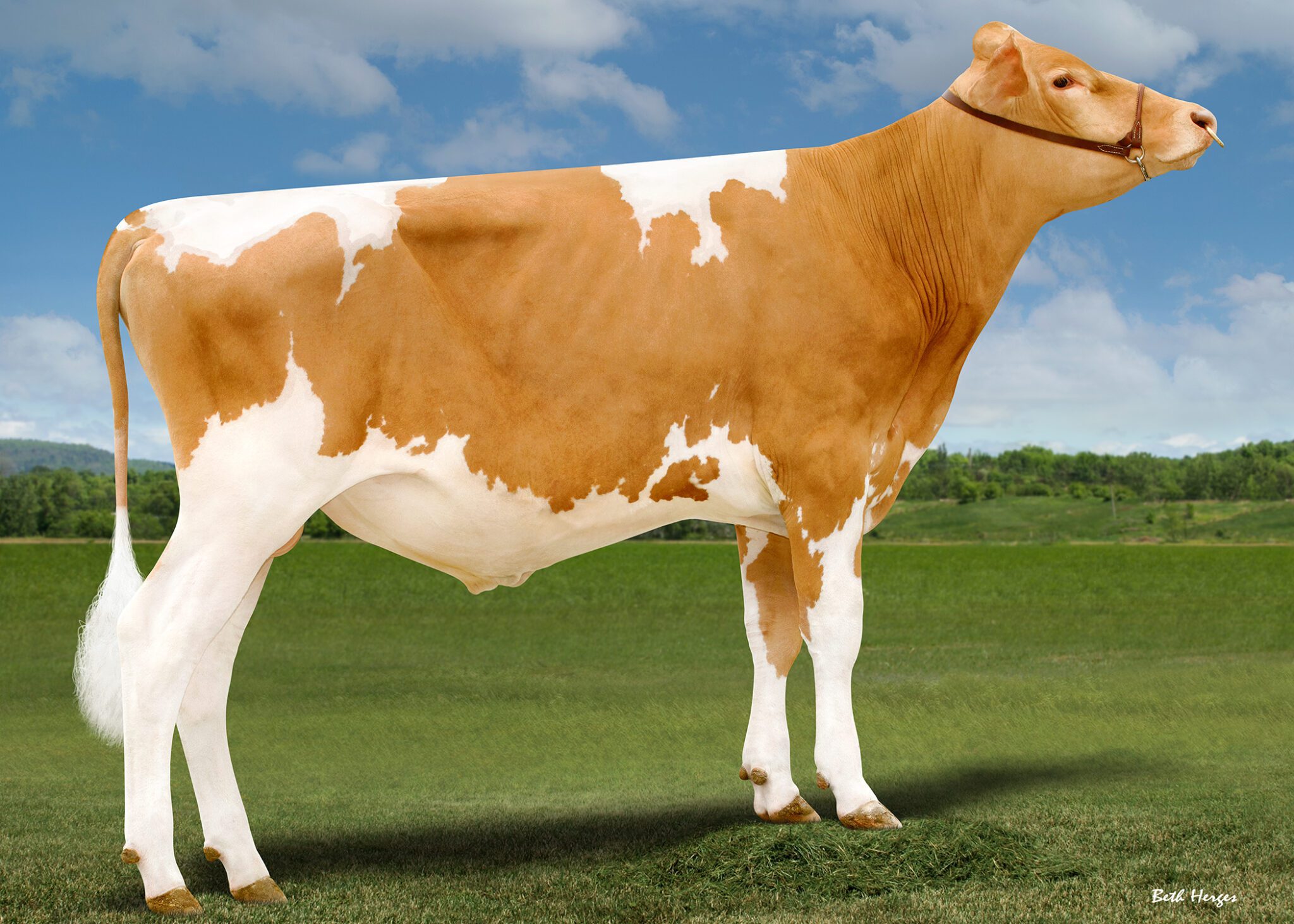 Guernsey Sires – Masterpiece Genetics
